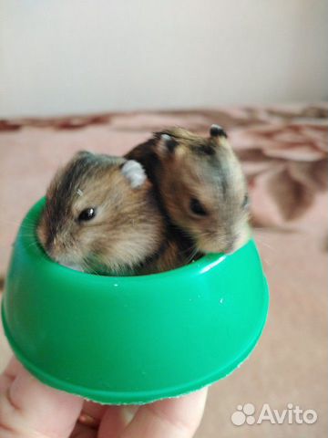 Джунгарский хомячек