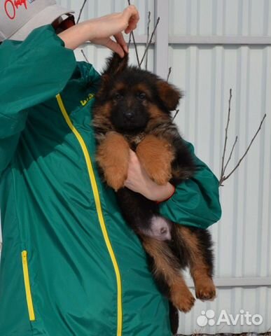 Шикарный кобель д/ш, 2 мес, питомник РКФ