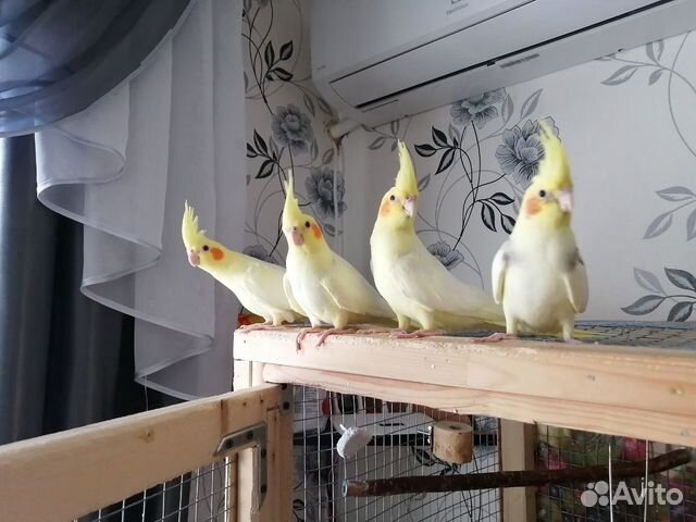 Птенцы кореллы