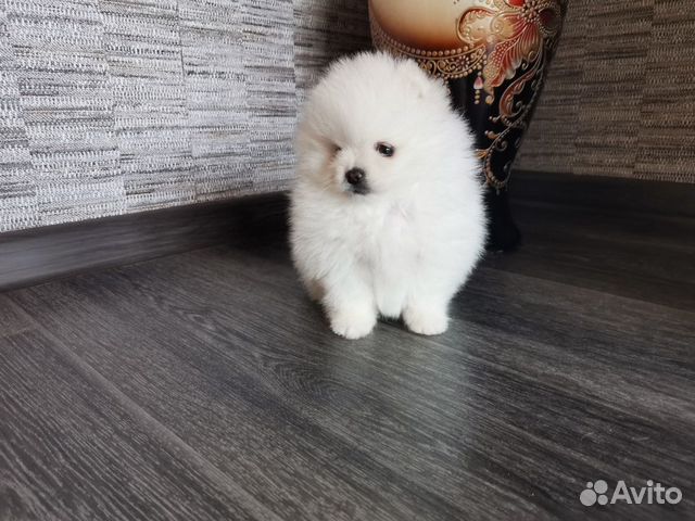 Шпиц