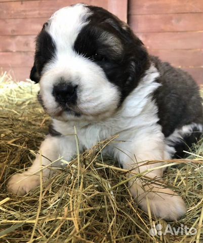 Лучший охранник