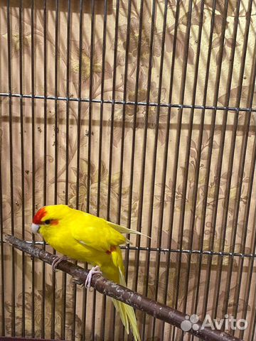 Попугай Какарик самец