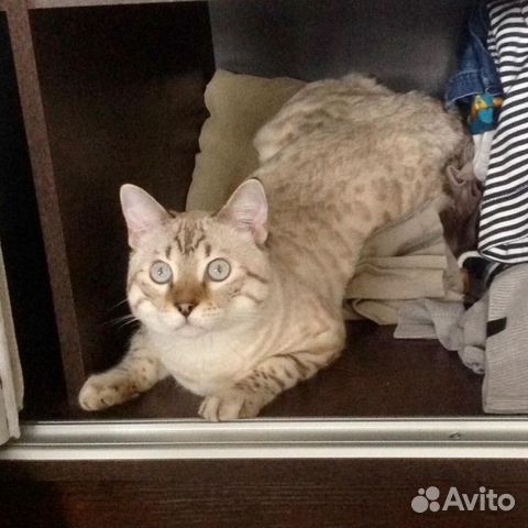 Снежный бенгал ищет новый дом