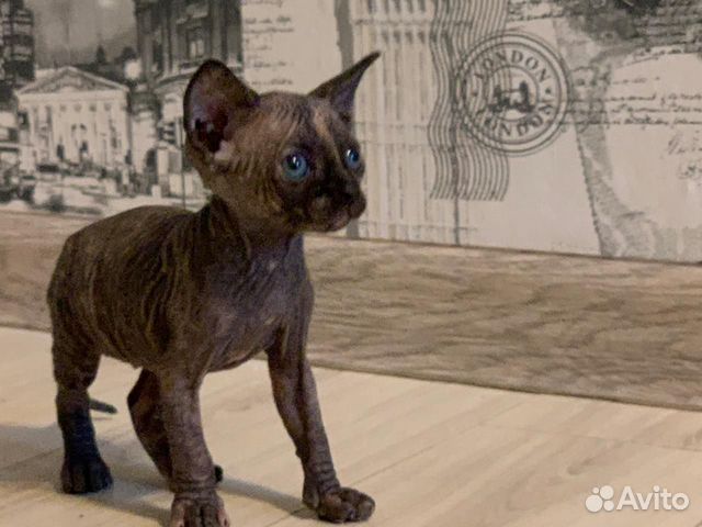 Канадский сфинкс