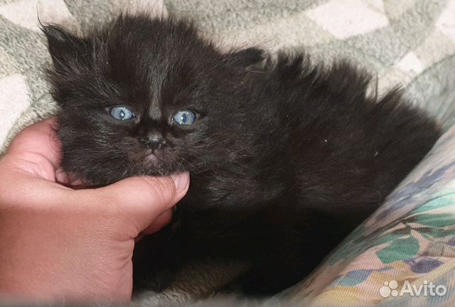 Маленький чертёнок