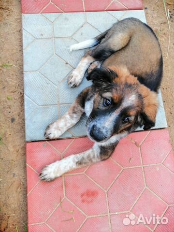 Щенки лайки (помесь)