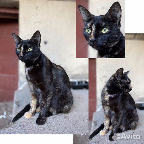 Кошка Мэйли ищет дом
