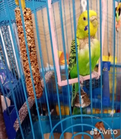 Волнистик девочка