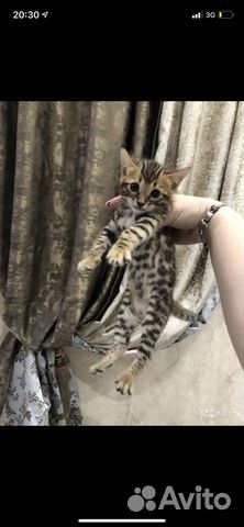 Продаётся кошечка