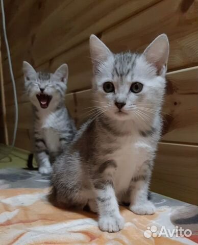 Чудо котята Светлячок и Звездочка 1,5 месяца в дар