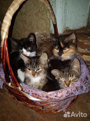 Деревенские ловчие кошечки и коты, родились 9 мая