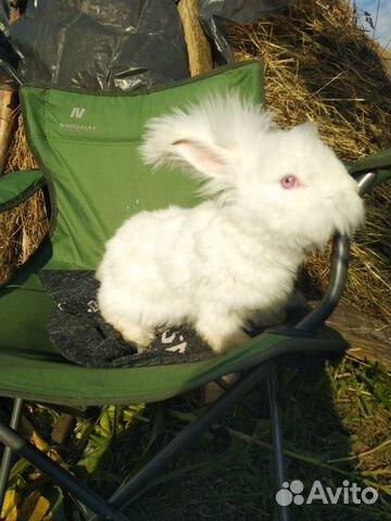 Кролик немецкая ангора
