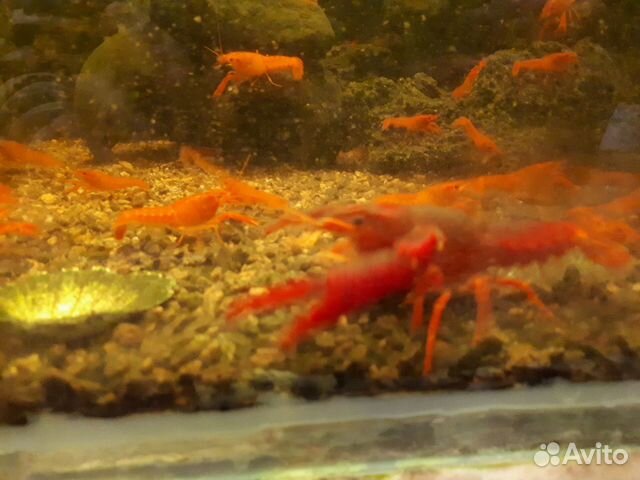 Раки красные молодь