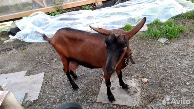 Продам козу-чешку