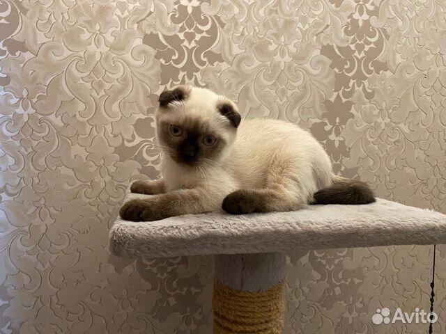 Вислоухая красавица (британка)