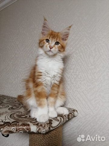 Просто красавица