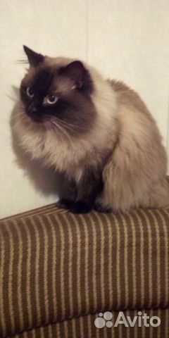 Котик Невский Маскарадный ищет кошечку для вязки