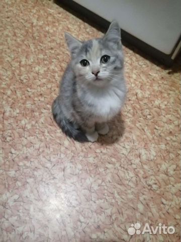 Кошечка бриташка