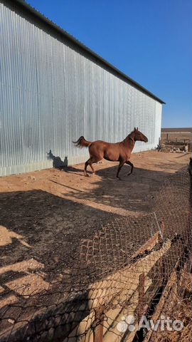 Продается конематка