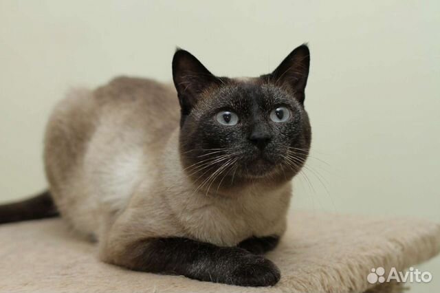 Рикки 3 года