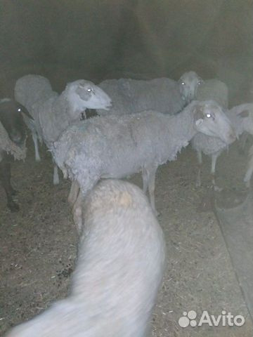 Ягнята и матки