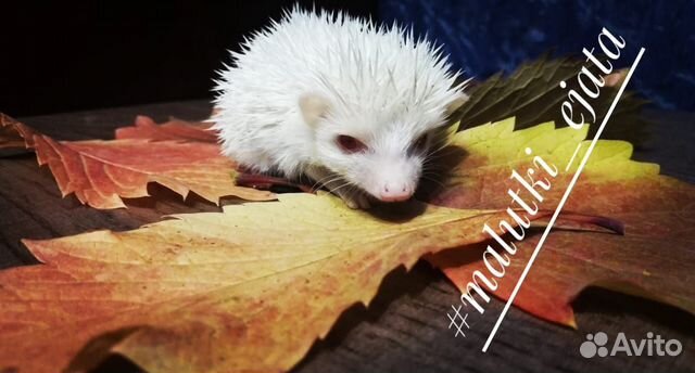 Карликовый Африканский ежик