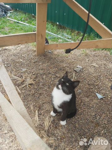 Маленький комочек счастья ищет дом