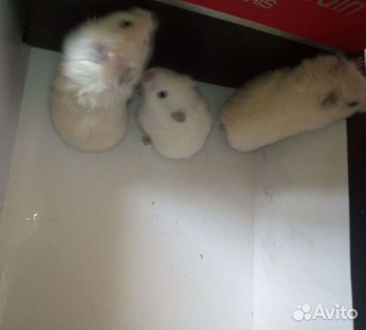 Сирийский хомяк