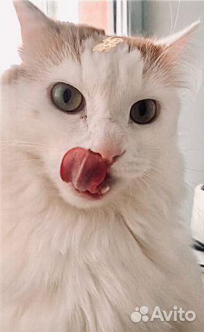 Отдам котов