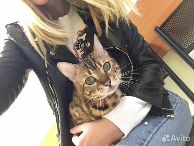 Бенглальская кошка. В добрые руки