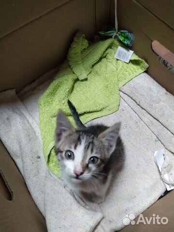 Кошечка на счастье