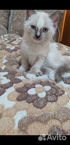 Кошка
