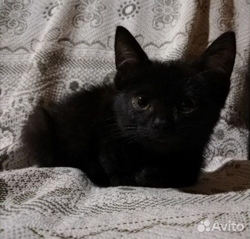 Маленький черный котик