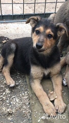 Отдам щенка