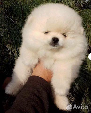 Шпица возьму