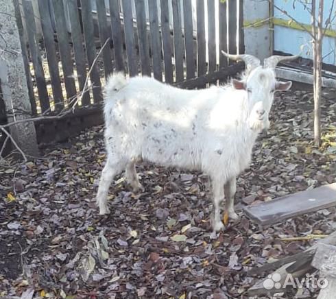 Породистый козел