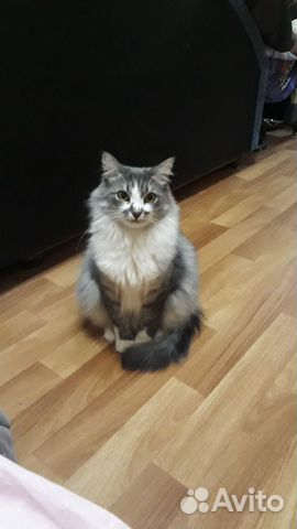 Домашний кот 2.5 года