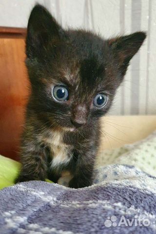 Котенок