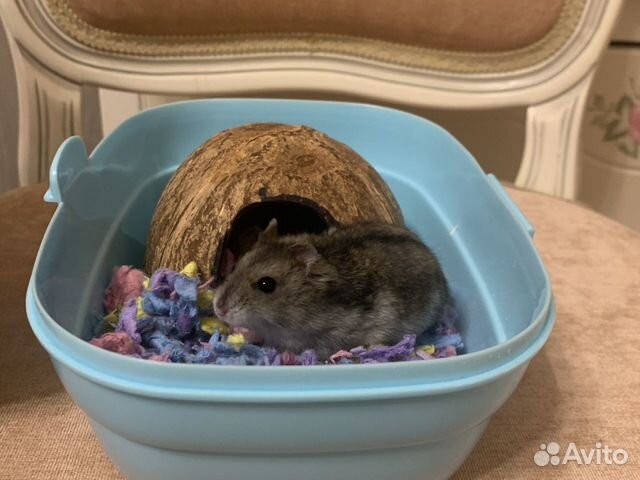 Хомяк(Серебро)