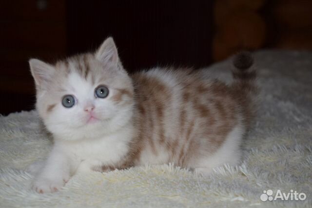 Шоколадный зефир