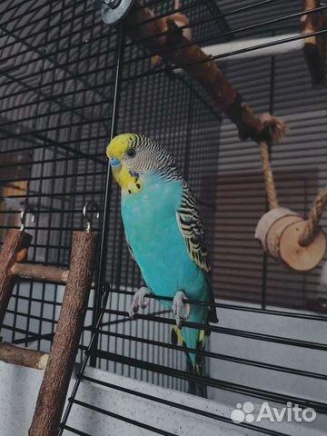 Попугай Волнистый самец