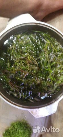 Растения в аквариум