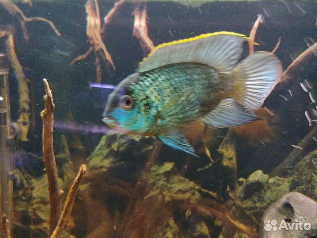 Цихлида нанакара неоновая
