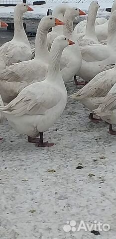 Продаются гуси