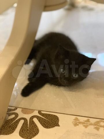 Черная кошечка, родилась 8 марта. Все кушает, к ло