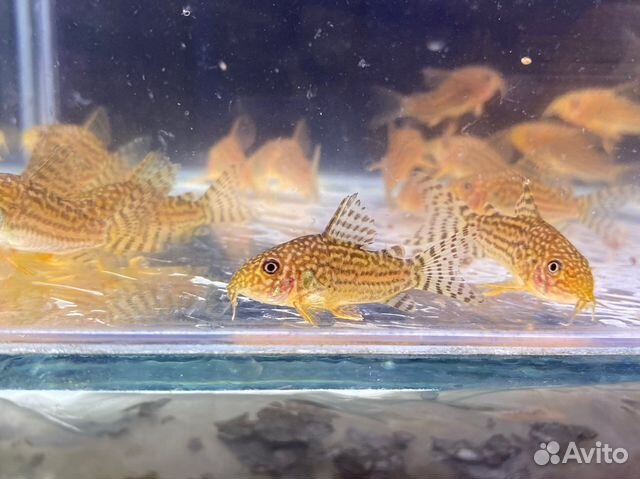 Штерба/брохисы опт