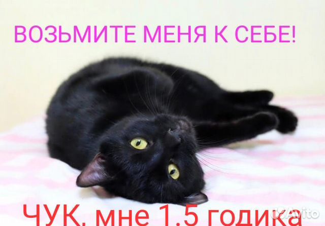Котёнок чук, 1.5 г, кастрирован, привит, паспорт