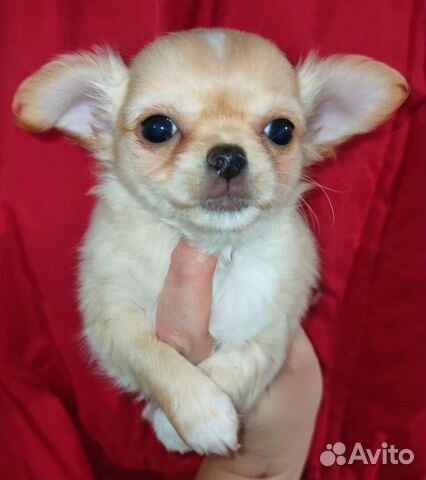 Чихуахуа девочка Новогодние чудо