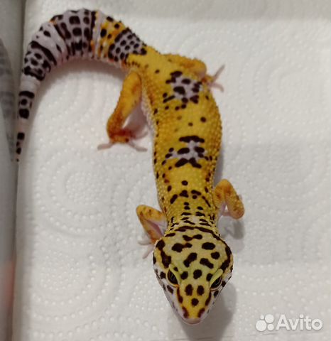 Эублефар самка