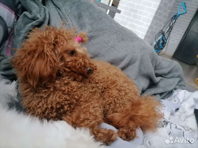 Той-пудель вязка и щенки